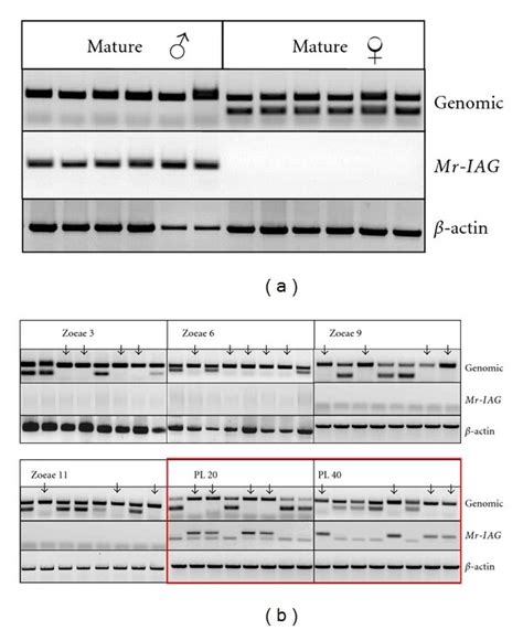 Pcr Of Genomic Dna And Rt Pcr Of Rna Extracted From Larvae And Juvenile