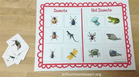 Learning About Bugs Activities For Preschool And Montessori