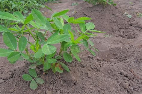 Peanuts Growing In The Garden Stock Image Image Of Flora Vegetables