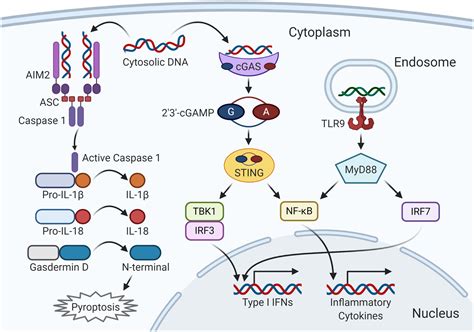 Figure 1 From Signaling Pathway Profiling By Reverse