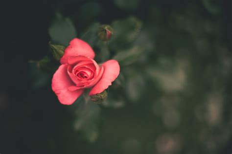 배경 화면 꽃들 빨간 사진술 녹색 장미 꽃 플로라 꽃잎 육상 식물 꽃 피는 식물 닫다 매크로 사진 식물