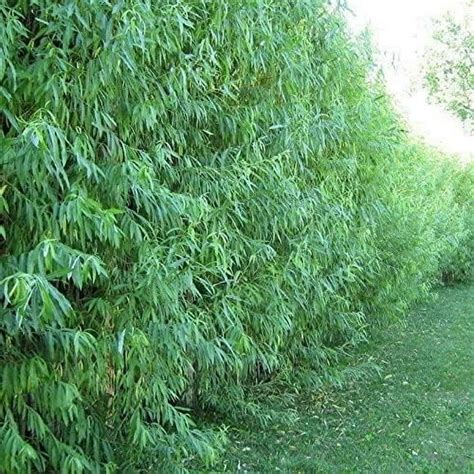 Willow Bush Hedge