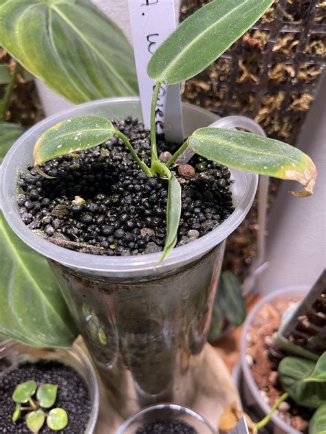 My Favorite Part Of Anthuriums Are How Tiny The Leaves Start Out And