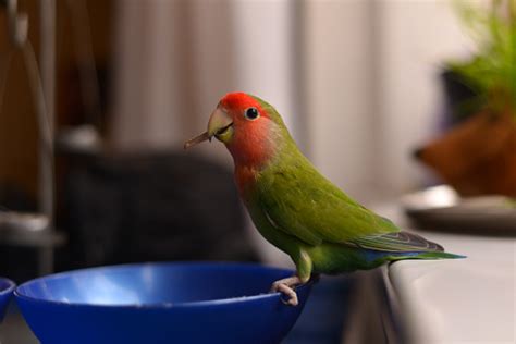 호기심 모란 잉 꼬 앵무새 그릇에서 해바라기 씨를 소요와 포즈 귀여운에 대한 스톡 사진 및 기타 이미지 귀여운 깃털 나무 Istock