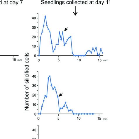 Distribution Of Silicified Cells Along The First Leaf Of Seedlings