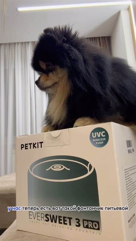 ЗООПСИХОЛОГ ОНЛАЙН ЕКАТЕРИНА про воспитание собак У питомцев обязательно в доступе должна