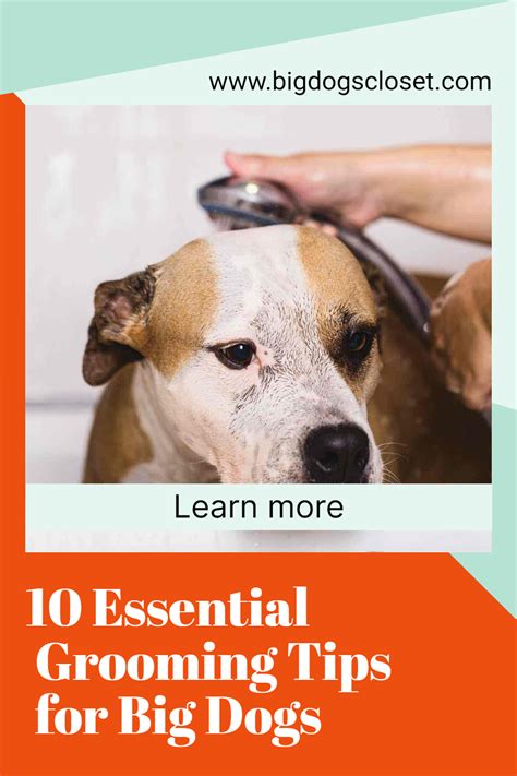 10 Essential Grooming Tips For Big Dogs Artofit