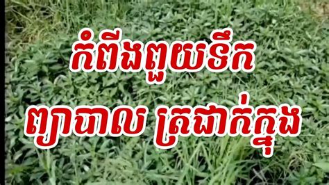កំពីងពួយទឹក ជាឱសថត្រជាក់ក្នុង ចំណេះដឹងរុក្ខជាតិឱសថ Youtube