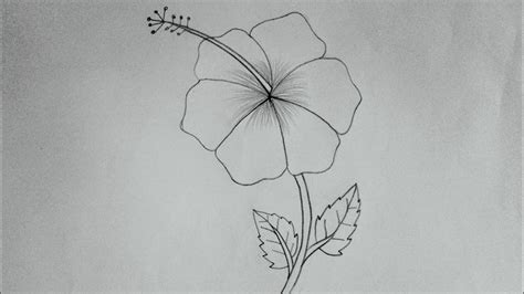 খুব সহজে একটি জবা ফুল আঁকা দেখুন Draw A Hibiscus Flower Easily Youtube