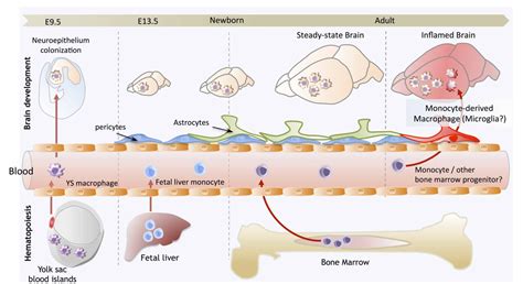 Figure 1 From Origin And Differentiation Of Microglia Semantic Scholar