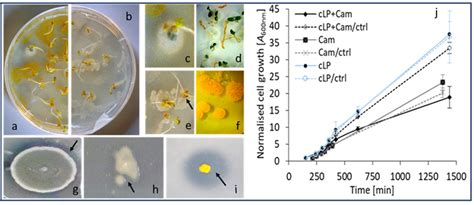 Phosphate Solubilization And Effect Of Cyclo L Leu L Pro On The Download Scientific Diagram