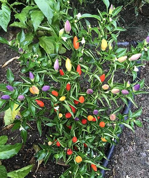 Can You Eat Numex Twilight Peppers Sandia Seed Company