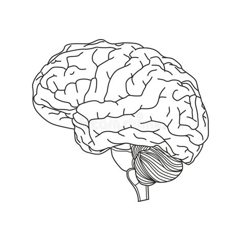 Brain Vector Line Diagram Side View For Any Use Stock Vector