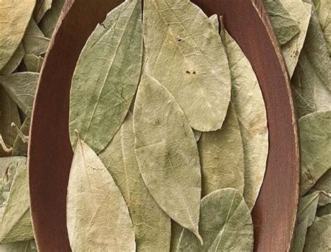 La Hoja De Coca Una Planta Singular Página 2 Arqueología Del Perú
