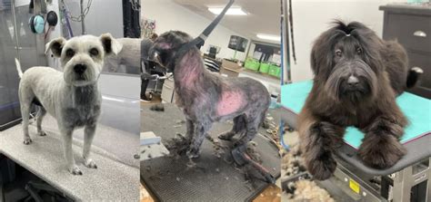 Lichenification Dog