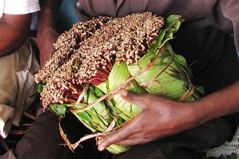 Meru leaders castigate classification of Miraa as a drug - KBC