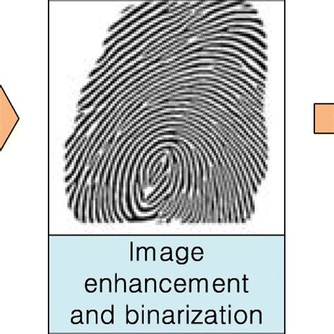 extraction of minutiae feature download scientific diagram