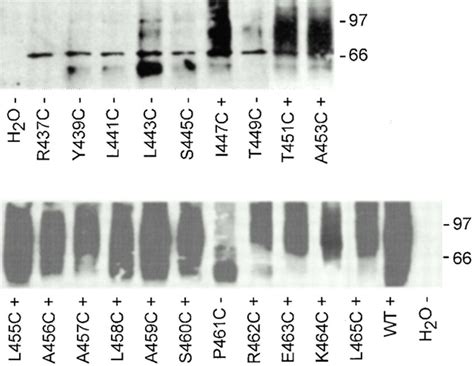 Protein Expression And Function Of Mutant Cotransporters Western Blots Download Scientific