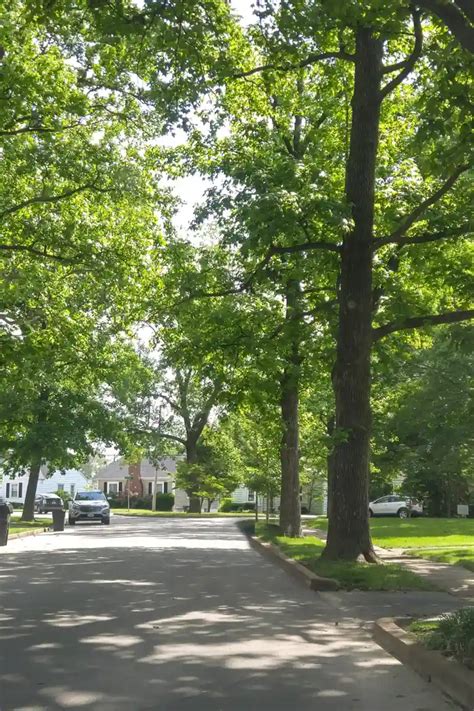 Tree Identification Guide How To Identify Sycamore Tree Davey Tree