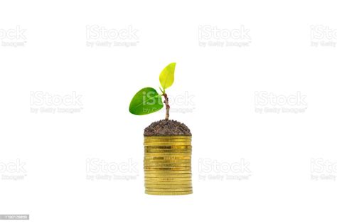 白い背景に隔離された積み重ねられた黄金のコイン上の緑の芽の木 アイデアのストックフォトや画像を多数ご用意 アイデア ガーデニング