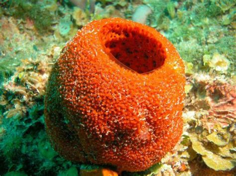 Las Esponjas De Mar 🌿naturaleza Amino🌷 Amino
