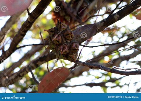 Bushy Yate Eucalyptus Lehmannii Fruits On A Tree Pix Sanjiv Shukla