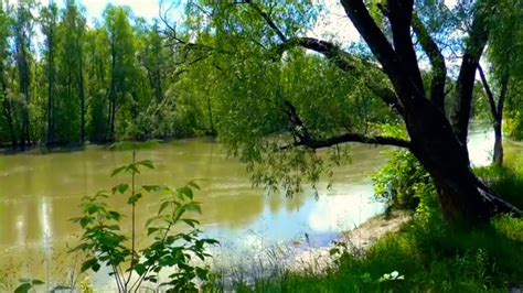 Relaxing Nature Sounds River Noise And Bird Singingwater Sound