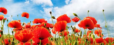 Поле Клуб МАК Мастерских Поле для роста и развития начинающих психологов а так же просто