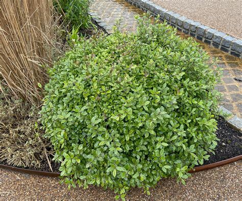 Best Dwarf Evergreens For Small Spaces 5 Compact…