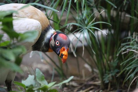 Reid Park Zoos Positive Avian Influenza Test Safety Measures In Place