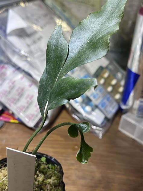 Nm Asplenium Macrophyllum Wiang Pa Pao アスプレニウム シダ 原種 熱帯植物観葉植物｜売買された