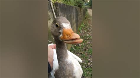 The Ugly Duckling მახინჯი იხვის ჭუკი Youtube