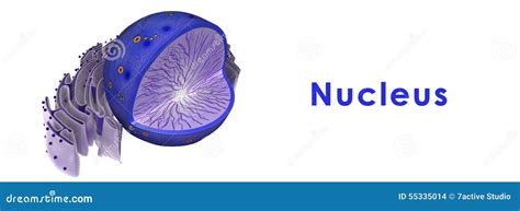 Nucleus Stock Illustration Illustration Of Biological 55335014