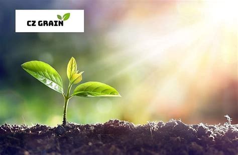 Red Oak Tree Seedlings For Planting