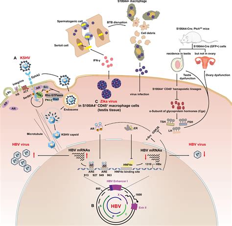 Frontiers Host Sex Steroids Interact With Virus Infection New