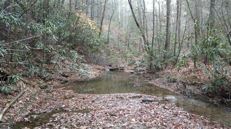 Winter Tree Identification Workshop N C Cooperative Extension