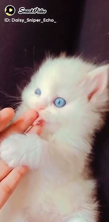 Beautiful Cute Cat Bady🐩🐯🐈🐱🦊 Snakevideostatus🐈5 Youtube