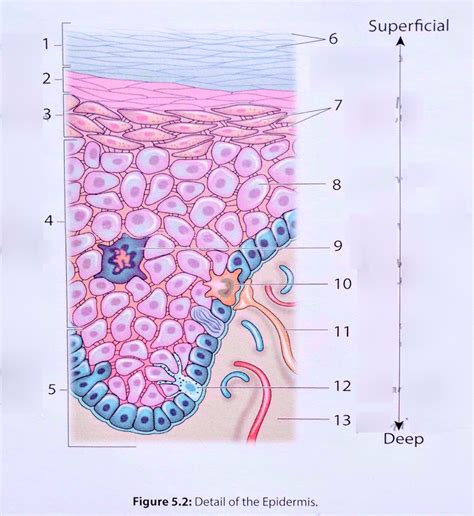 Strata Of Epidermis Diagram Quizlet