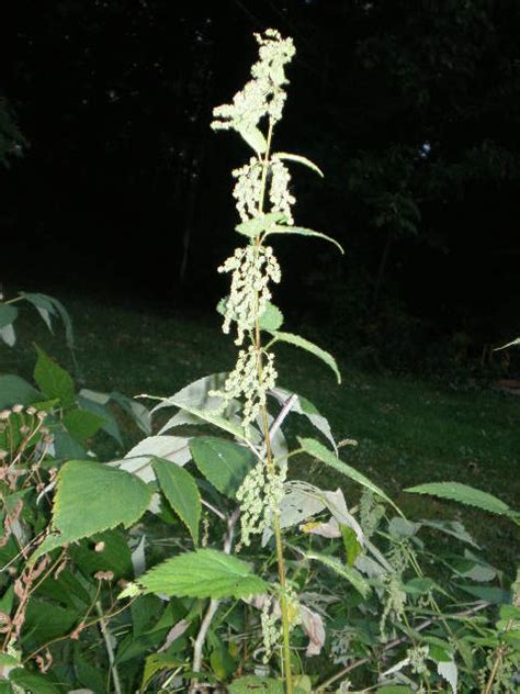 Singing Nettles Herbal Clinic Stinging Nettle Urtica Dioica
