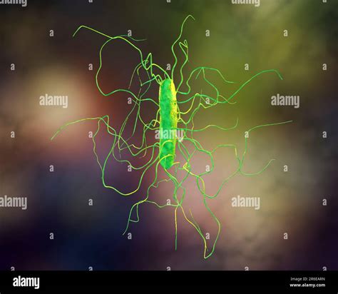 Clostridium Difficile Bacterium With Peritricous Flagella Computer Illustration C Difficile