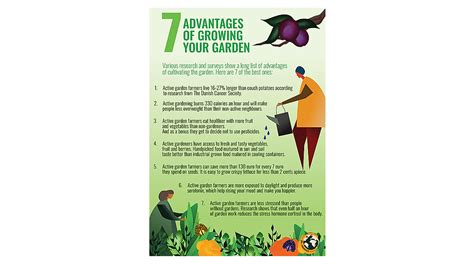 Perennial Sunflower Seeds For Planting Plant And Grow Maximilian Sun