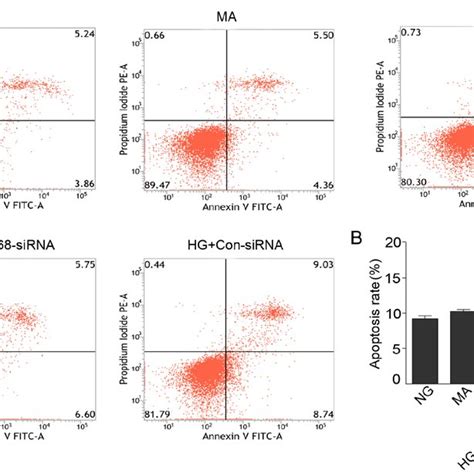 Sam68 Mediates Hg Induced Podocyte Apoptosis A Podocytes Cultured