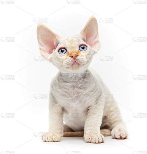 可爱的德文雷克斯小猫。素材 花瓣网