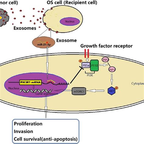 The Rab22a Neof1 Fusion Protein In Exosomes Facilitates M2 Polarization Download Scientific