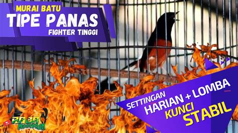 Setingan Murai Batu Tipe Panas YouTube