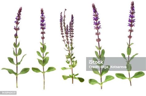 줄기에 현자 푸른 살비아 꽃과 흰색 배경에 고립 된 신선한 녹색 잎 산 쑥에 대한 스톡 사진 및 기타 이미지 산 쑥 컷아웃 꽃 식물 Istock
