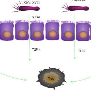 PDF Relationship Between Intestinal Microbiota And Ulcerative Colitis Mechanisms And Clinical