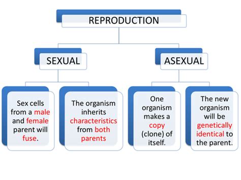 Igcsegcsestandard Grade Asexual Sexual And Plant Reproduction