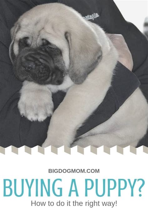 Buying A Puppy The Gap Between Desire And Reason