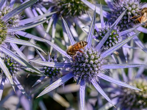 A Comprehensive Guide To Ornamental Thistles For The Garden Species